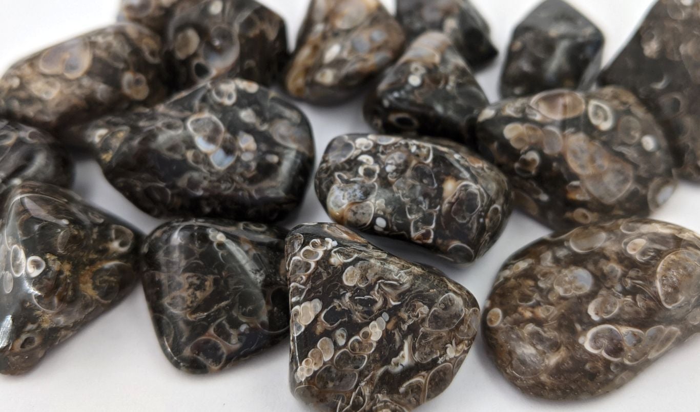 Turritella Agate (Fossil Snails in Matrix) (Tumbled Stone) | Burnie's ...